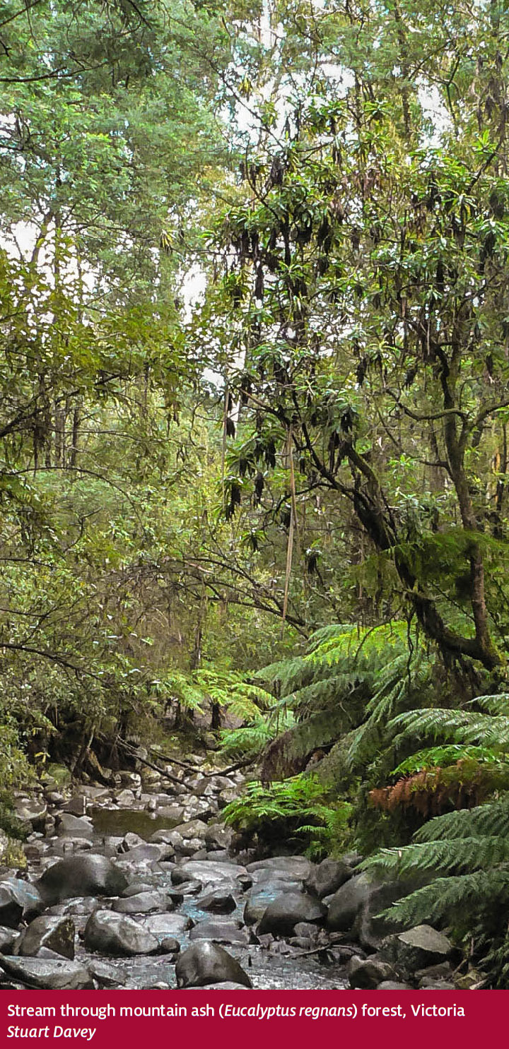 Australia's forests – overview - Department of Agriculture