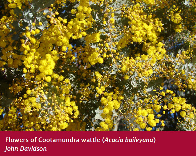 Acacia forest - Department of Agriculture