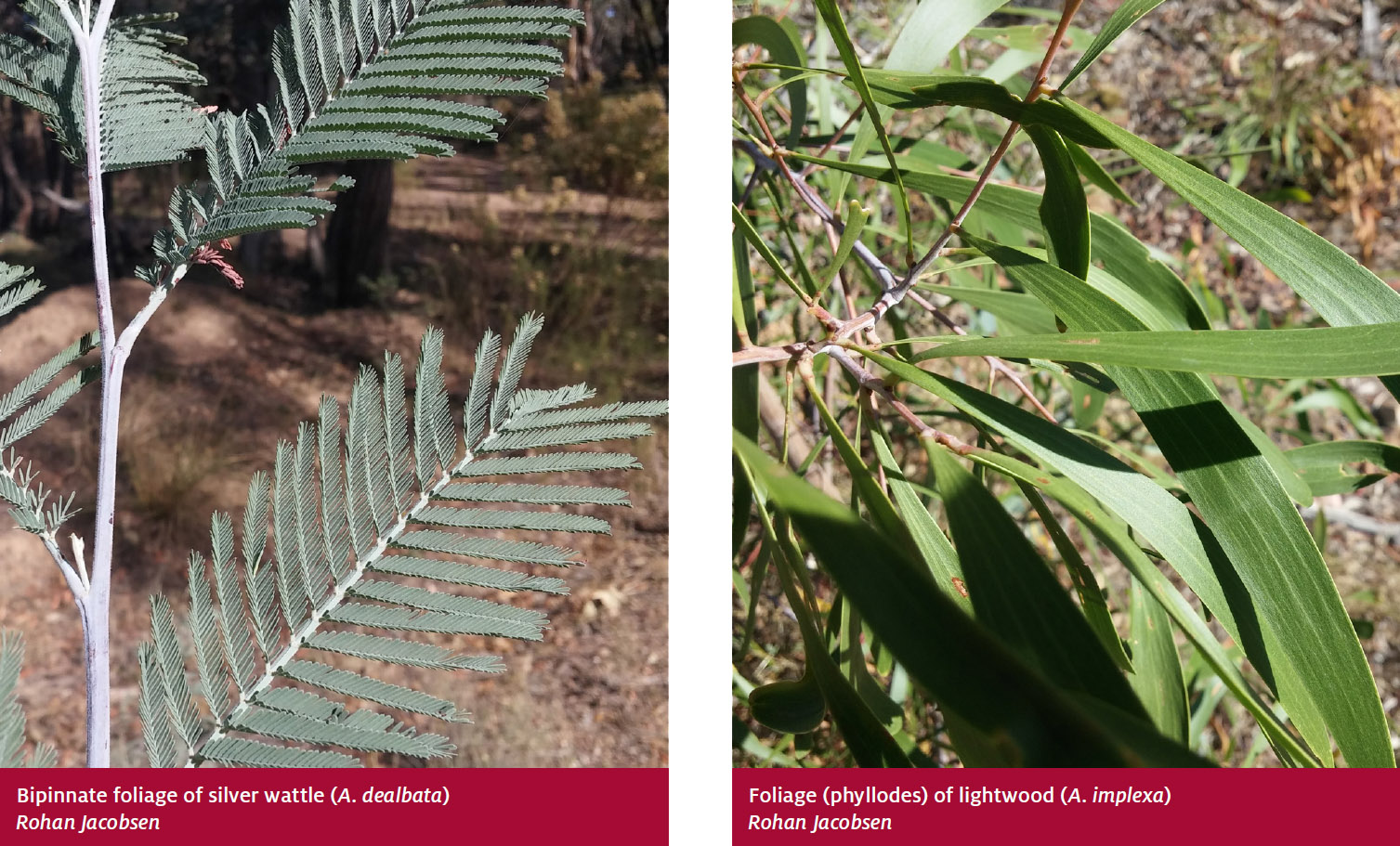 Acacia forest - Department of Agriculture