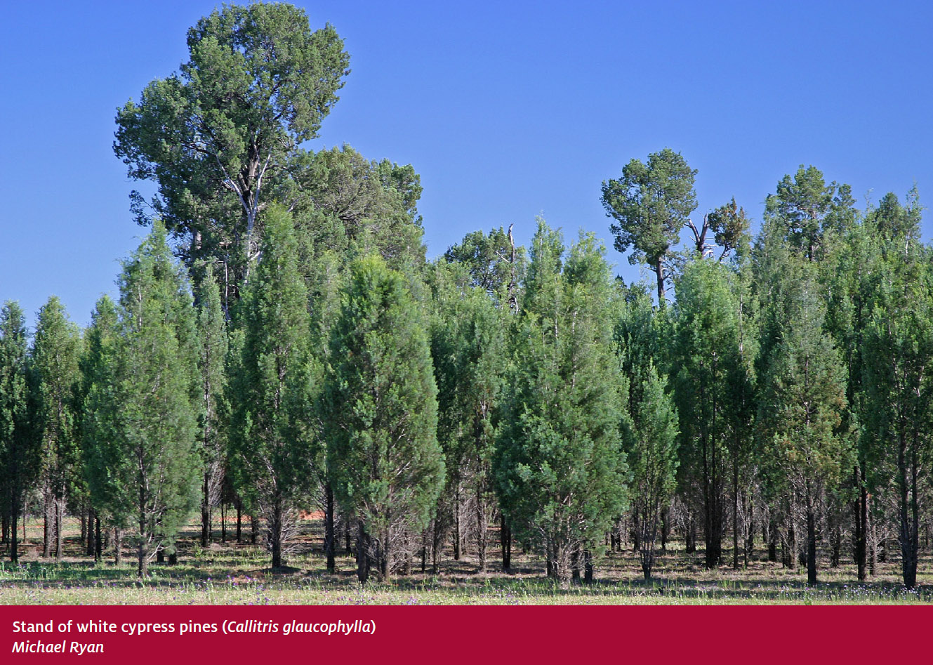 Callitris forest - DAFF