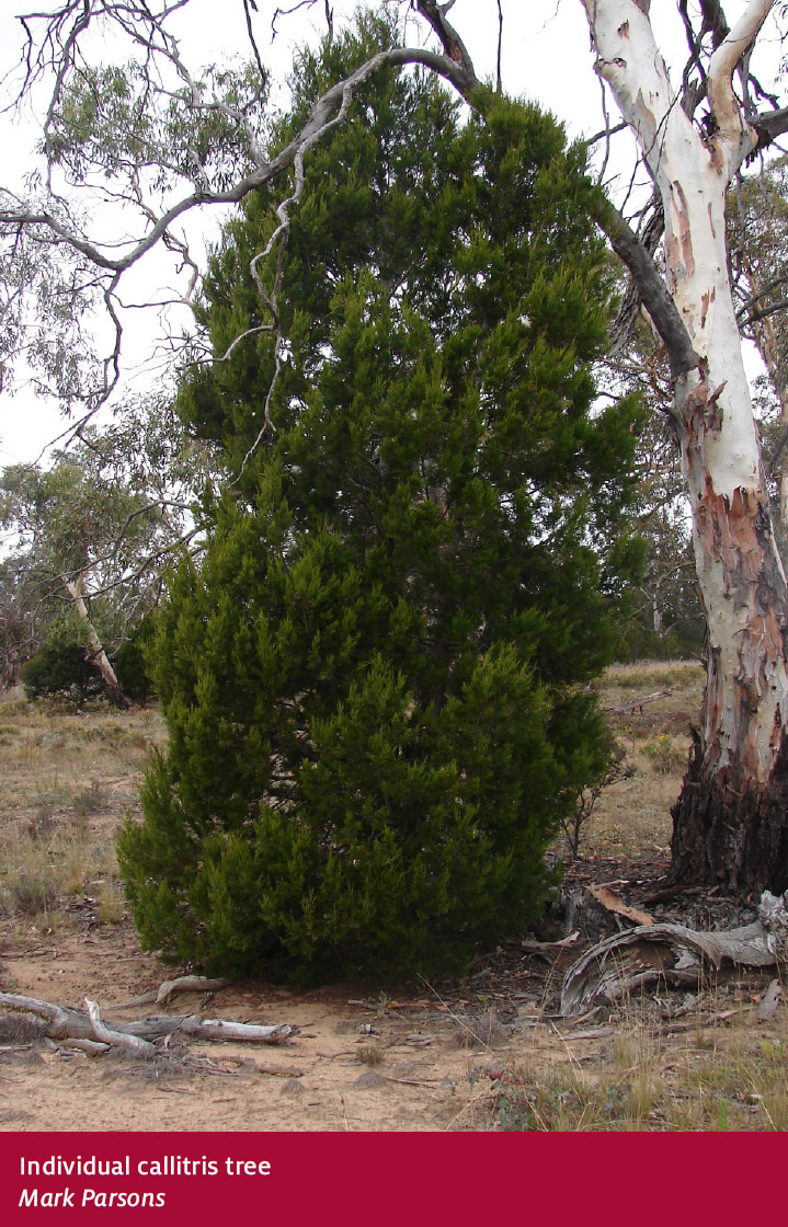 Callitris forest - Department of Agriculture