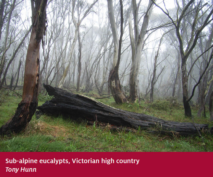 Eucalypt forest - Department of Agriculture