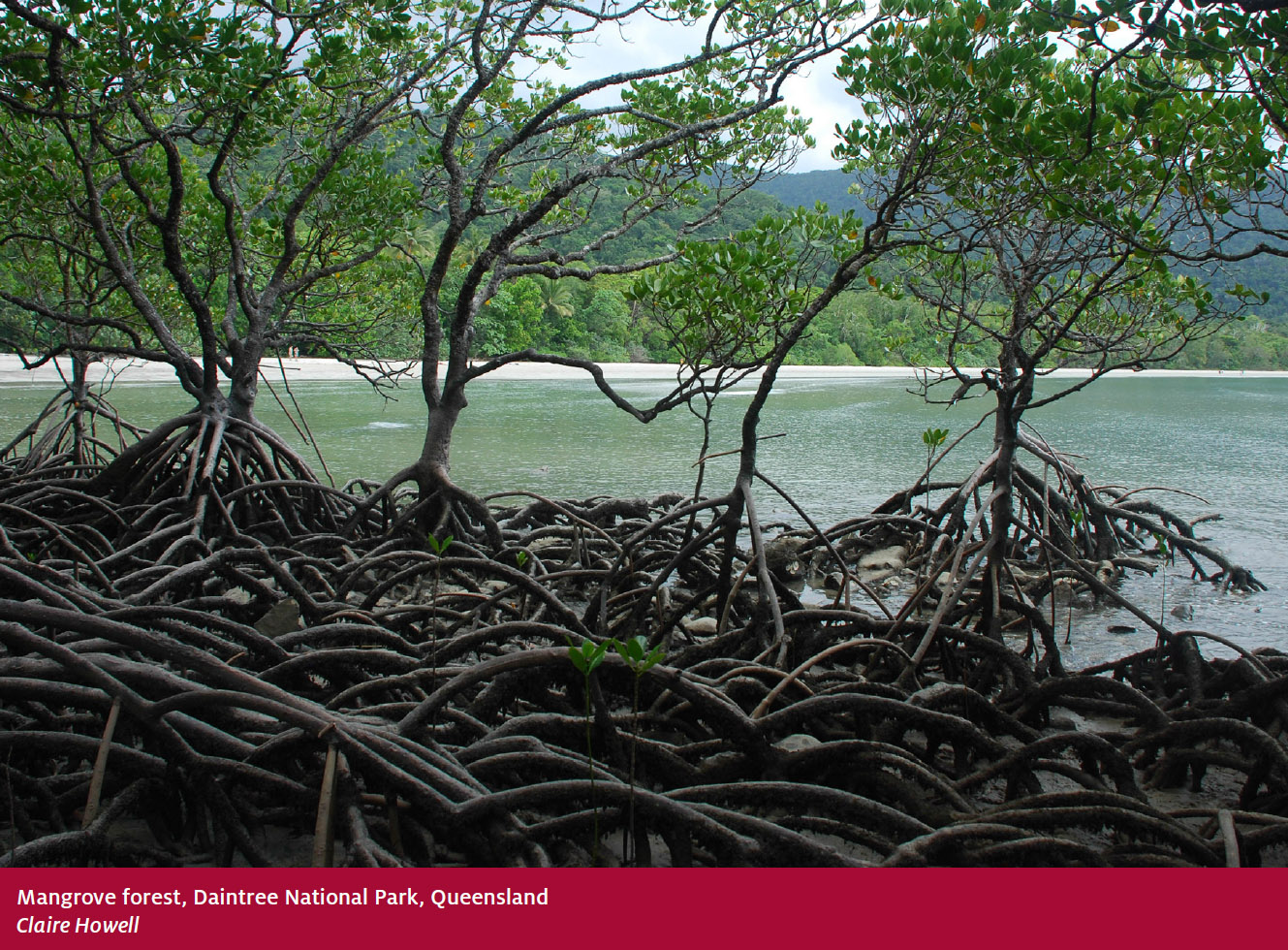 Mangrove forest - DAFF