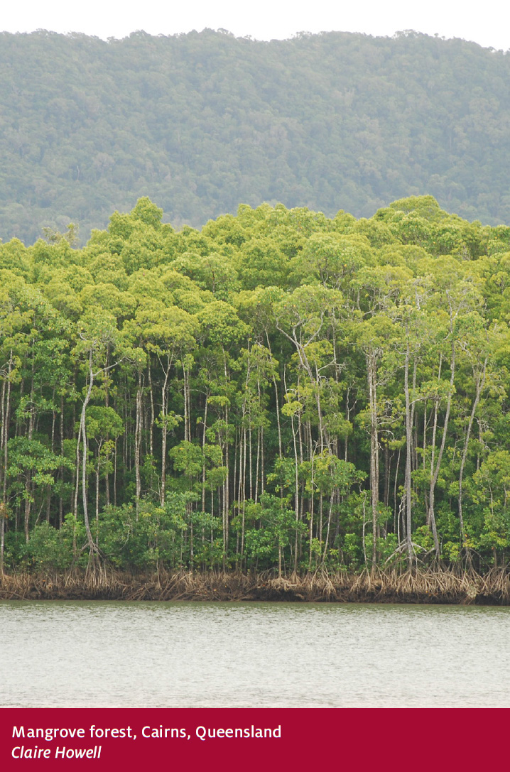 Mangrove forest - Department of Agriculture