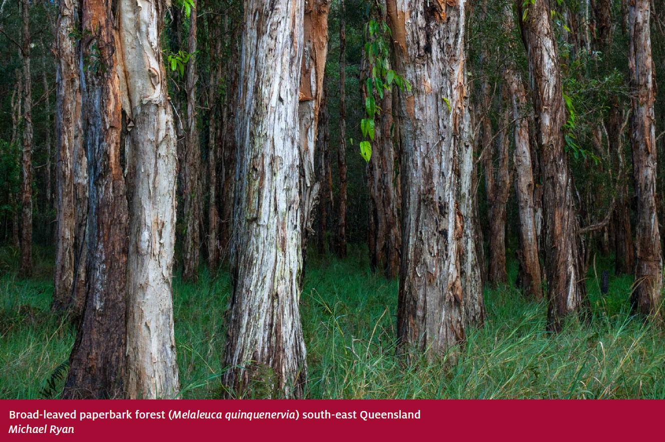 Melaleuca forest - DAFF