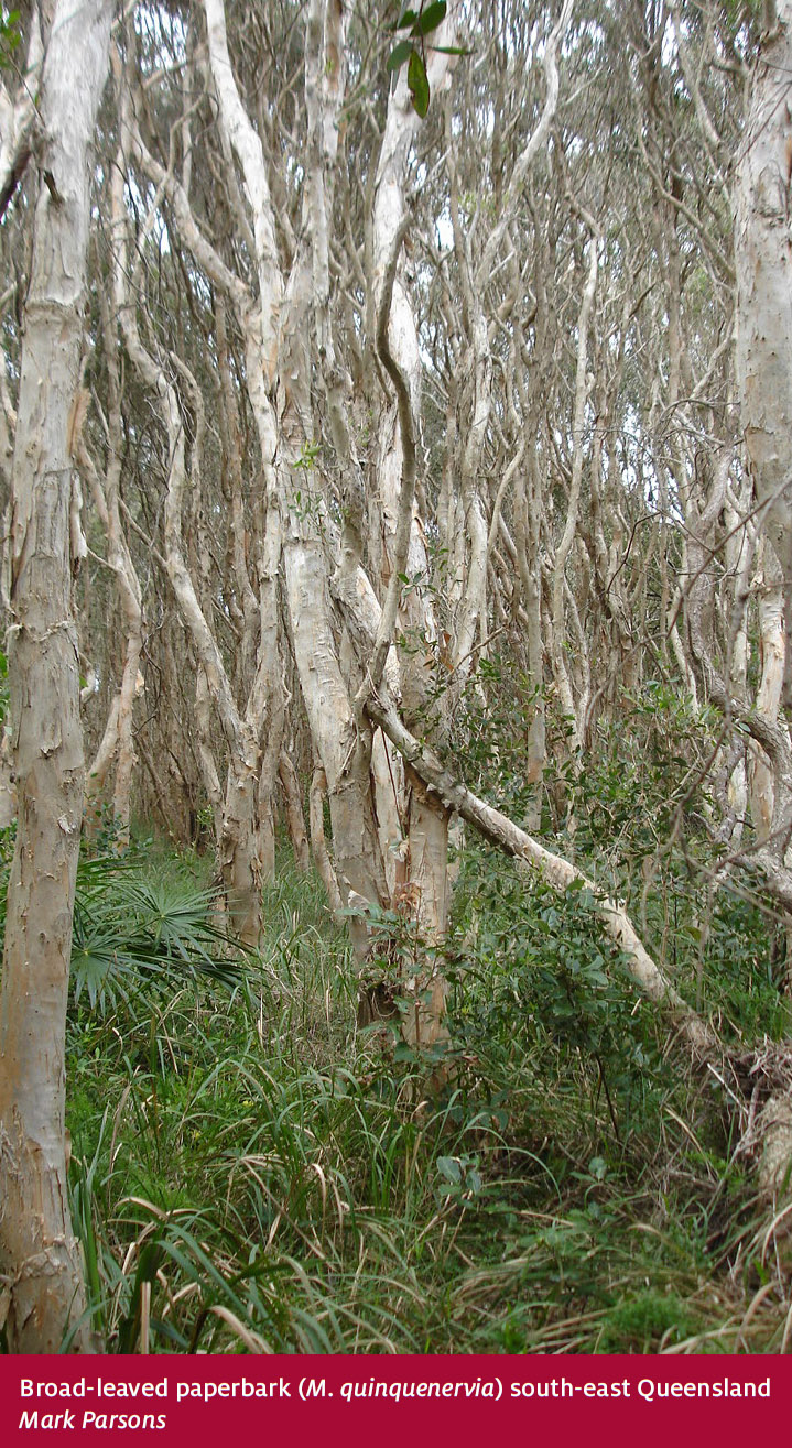 Melaleuca forest - Department of Agriculture