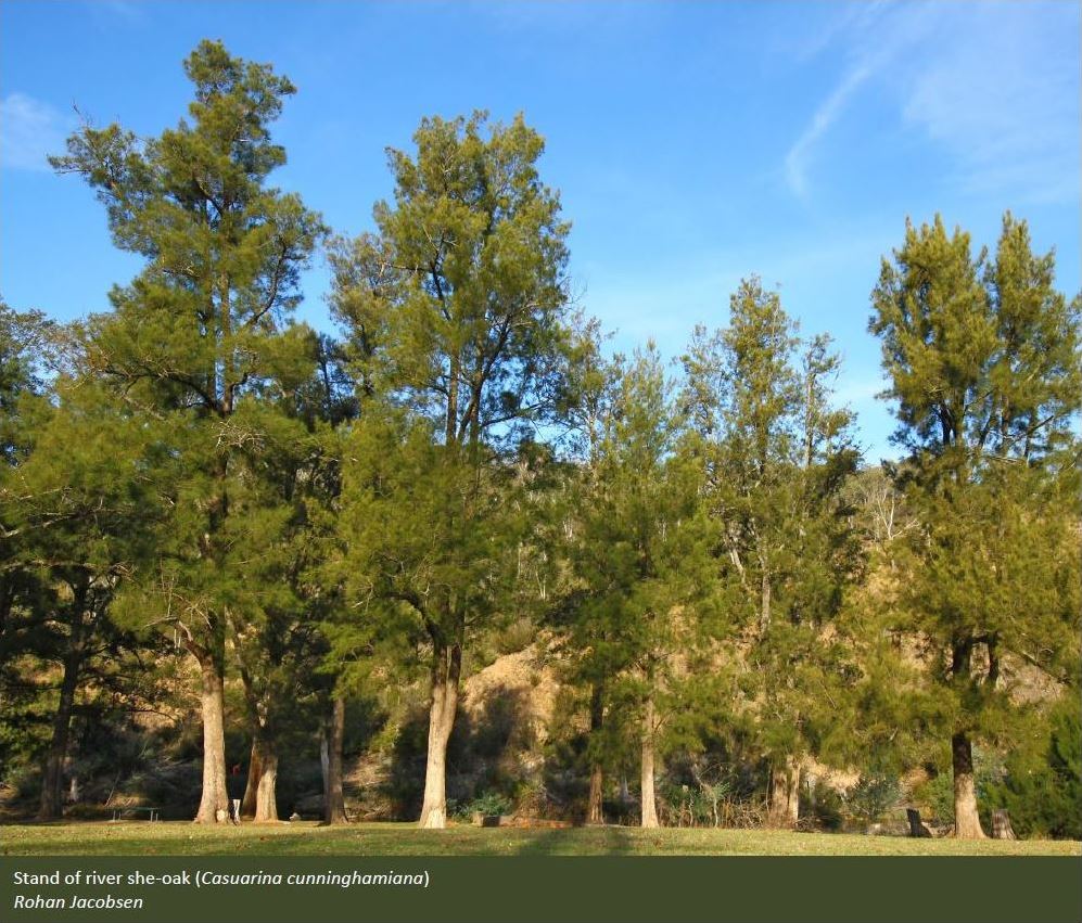 Casuarina forest - DAFF