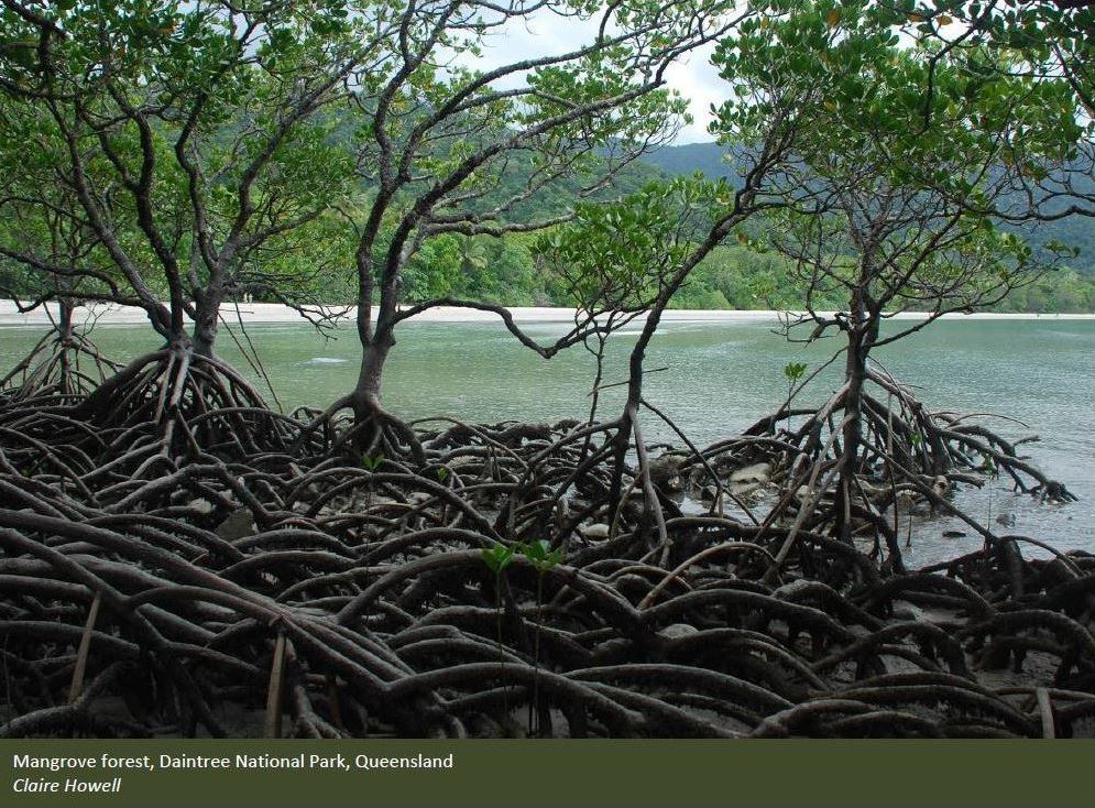 Mangrove Forests