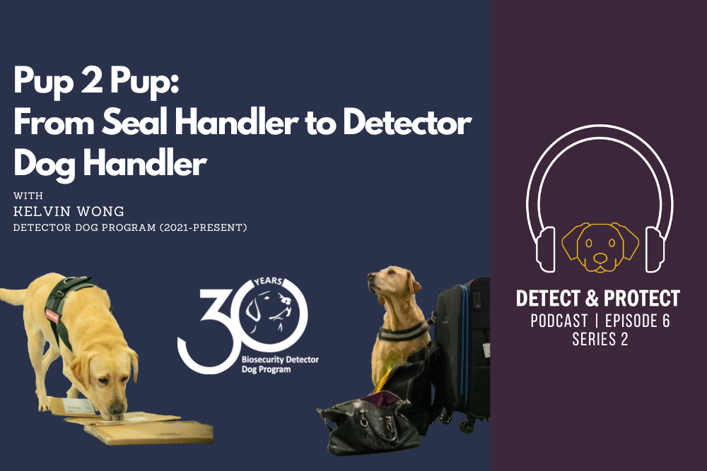 Pup 2 Pup: From Seal Handler to Dog Handler - DAFF