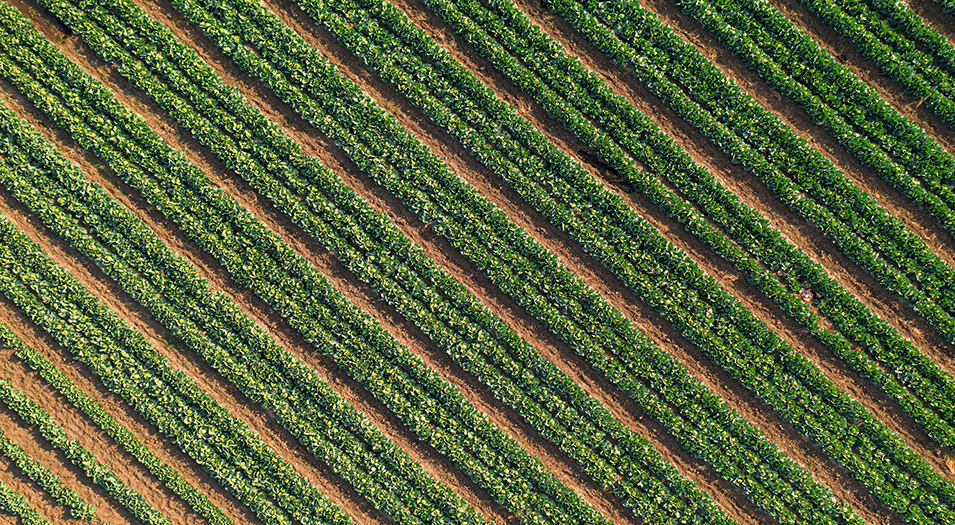ABARES - DAFF