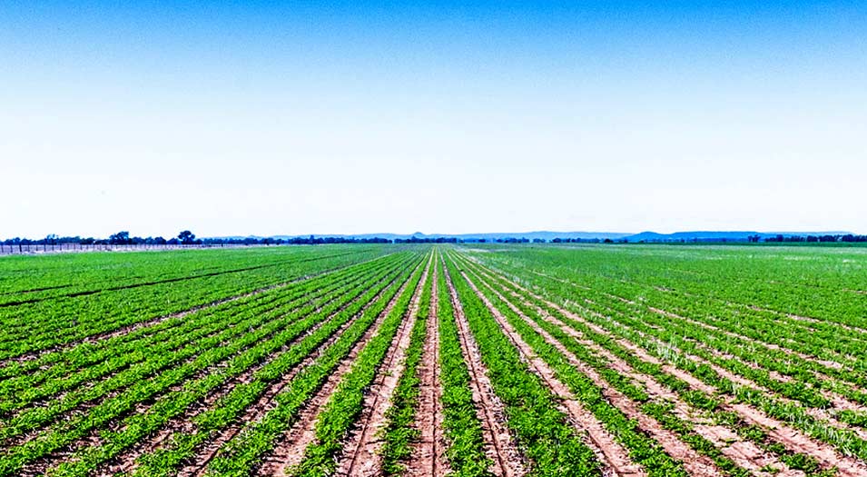 ABARES - DAFF