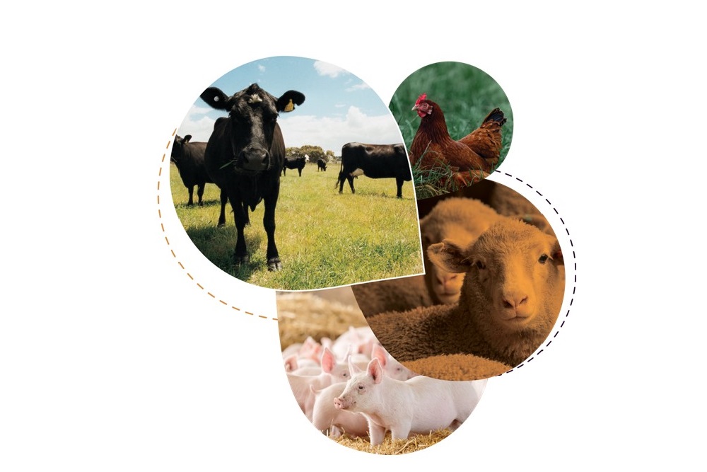 Animalplan webinar series – Episode 3 - DAFF