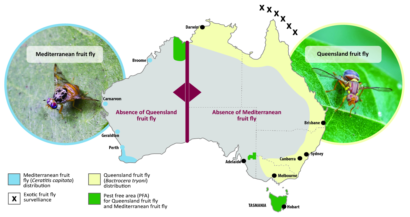 Fruit Flies In Australia DAFF Fruit Flies In Australia DAFF