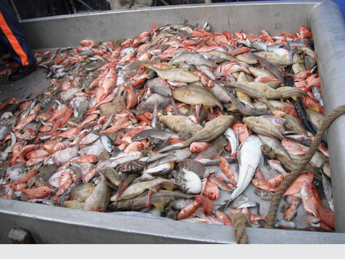 Southern and Eastern Scalefish and Shark Fishery - Department of ...