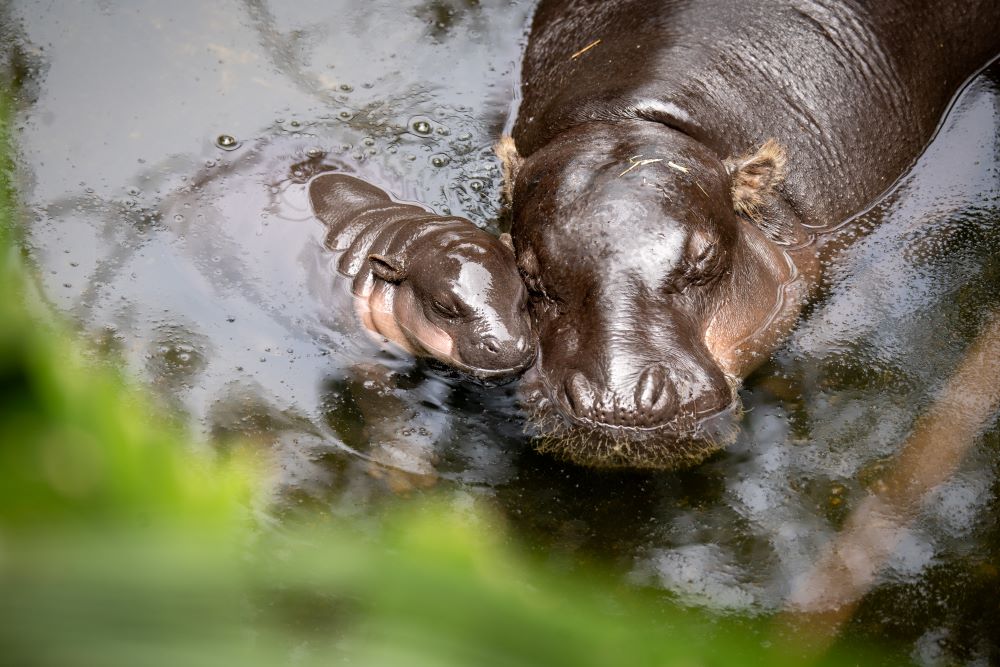 Biosecurity review supports hippo populations in Australia’s welfare ...