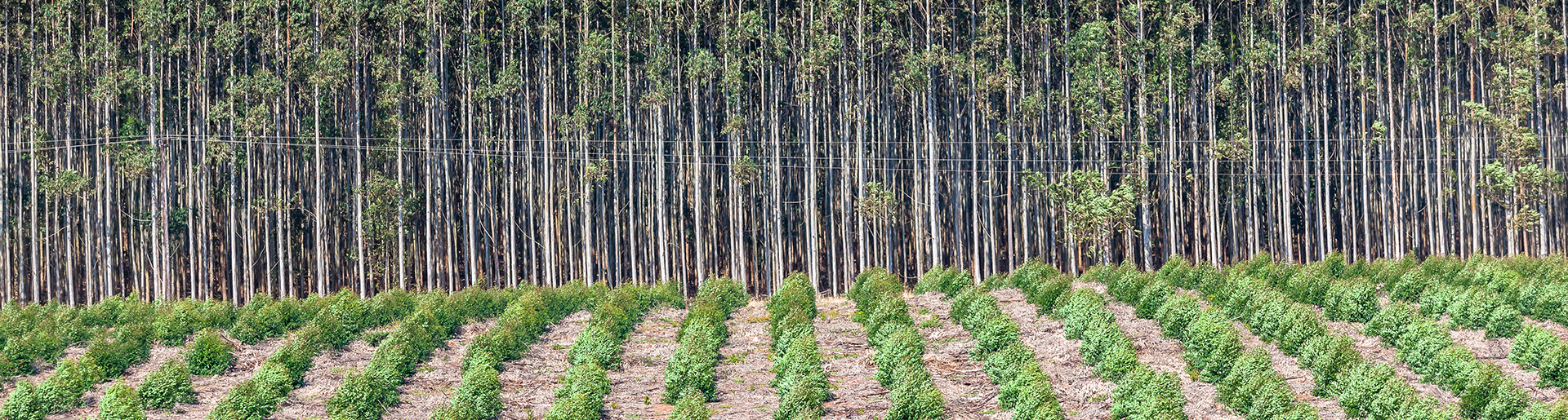 homepage-slider-farm-forestry.jpg - DAFF