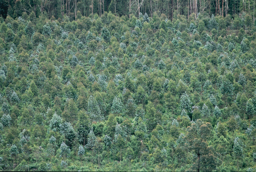 International Day of Forests celebrates innovations in forestry - DAFF