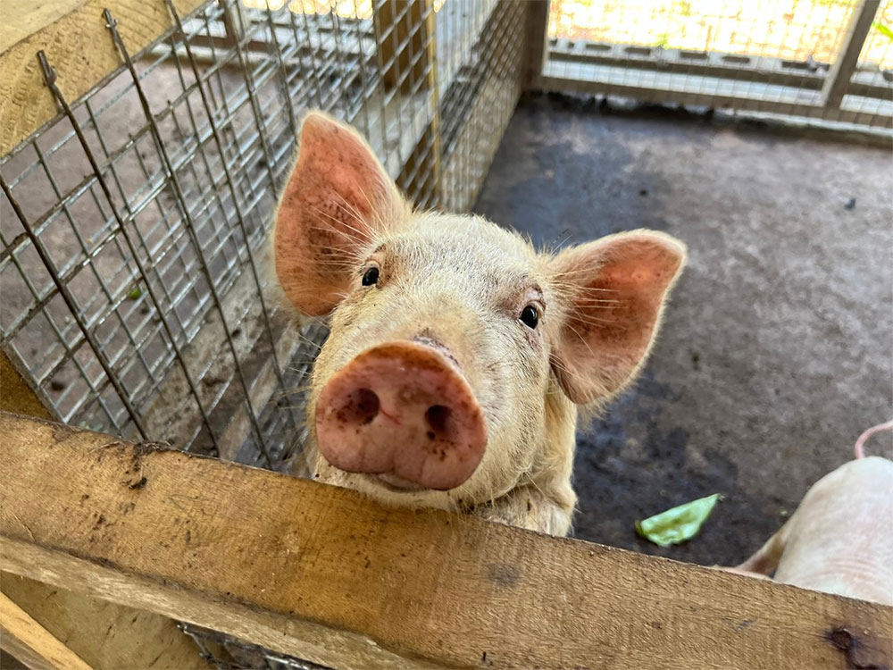 Australian support for animal health in the Pacific - DAFF