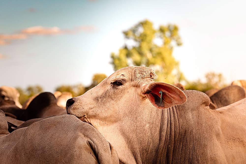 The detection of lumpy skin disease (LSD) in Australian cattle exported ...