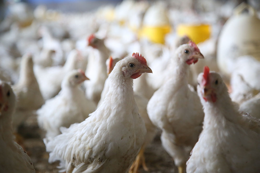Public submissions open for ABARES Australian chicken meat industry ...