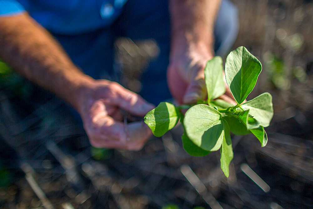 Australia’s advocacy for climate smart agriculture at COP30 - DAFF