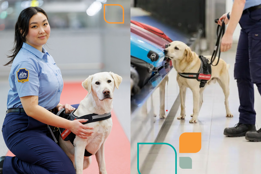 Strengthening our biosecurity frontline: new cohort of detector dog ...
