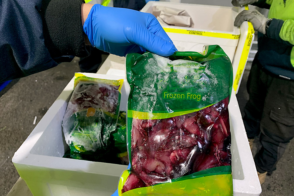 Two years jail for illegally importing 62,000 kg of frogs, prawns, pork ...