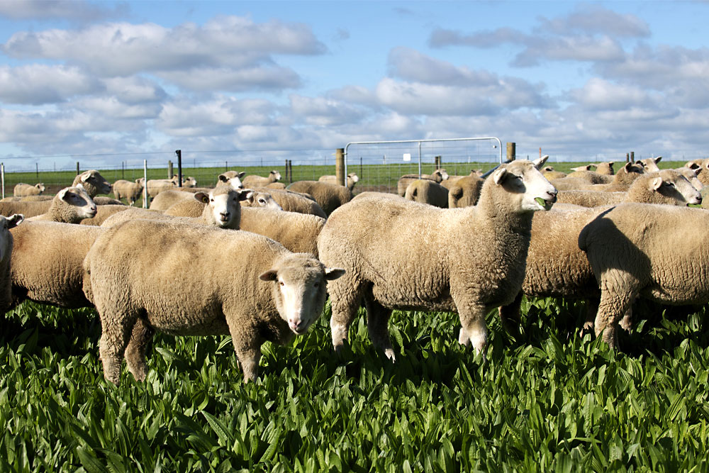 Industry spotlight: sheep meat - DAFF
