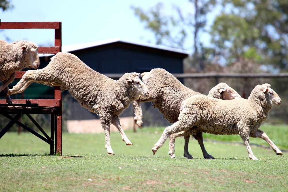 The path forward on live sheep exports by sea - DAFF
