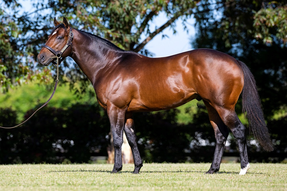 World famous shuttle stallions arrive for Australian breeding season - DAFF
