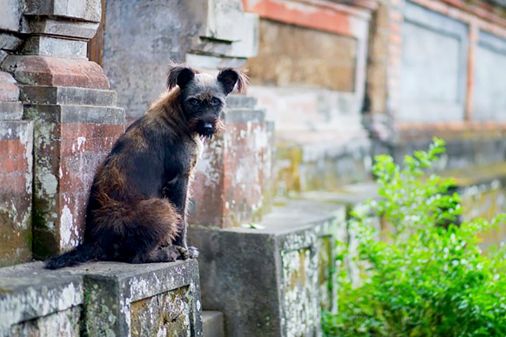 Collaborating with our near northern neighbours to combat rabies - DAFF
