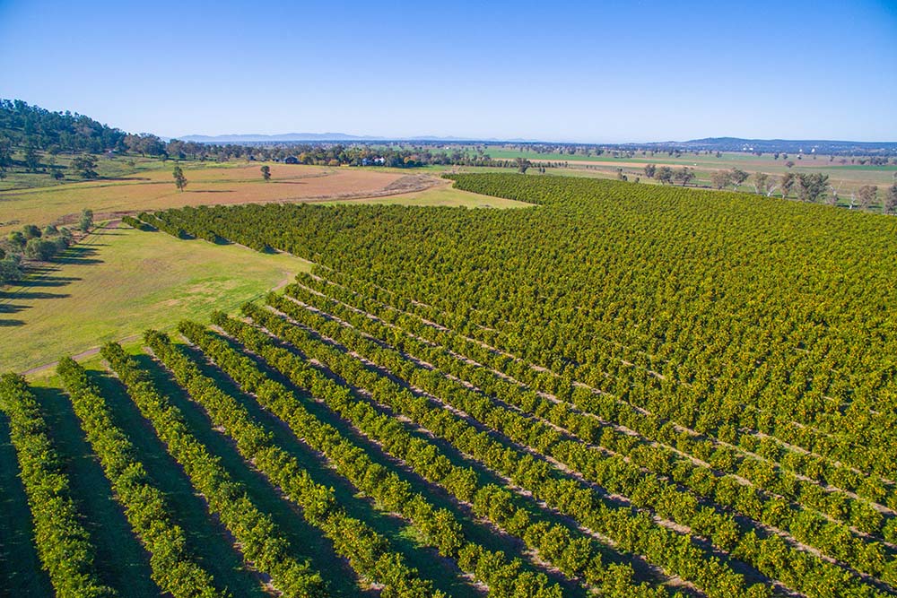 Can Australia’s exports attract the green dollar? - DAFF