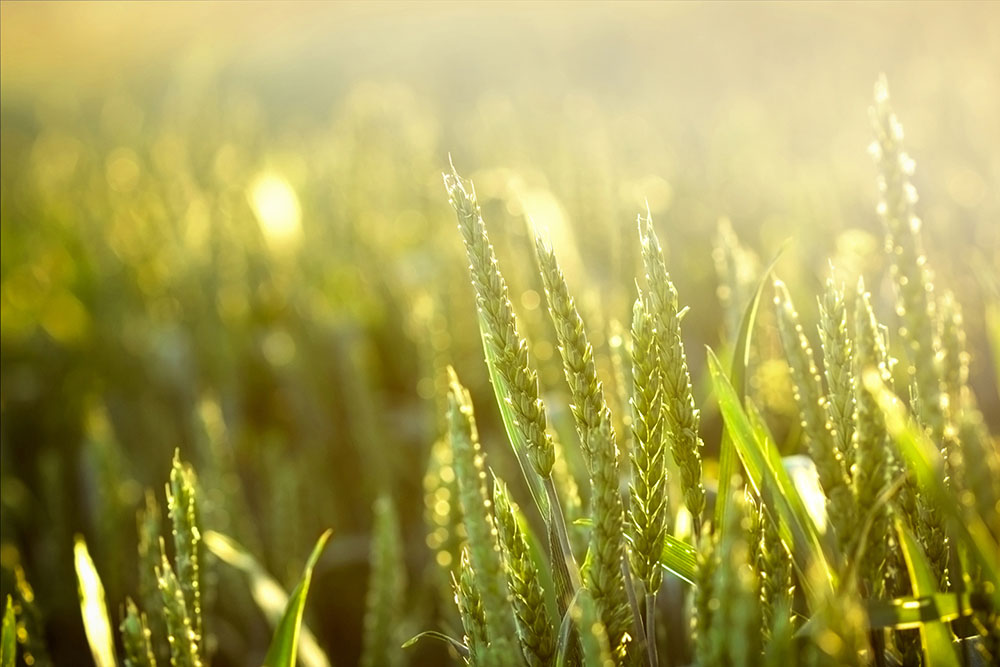 Latest data on crop loss and waste reflects Australian resilience and ...