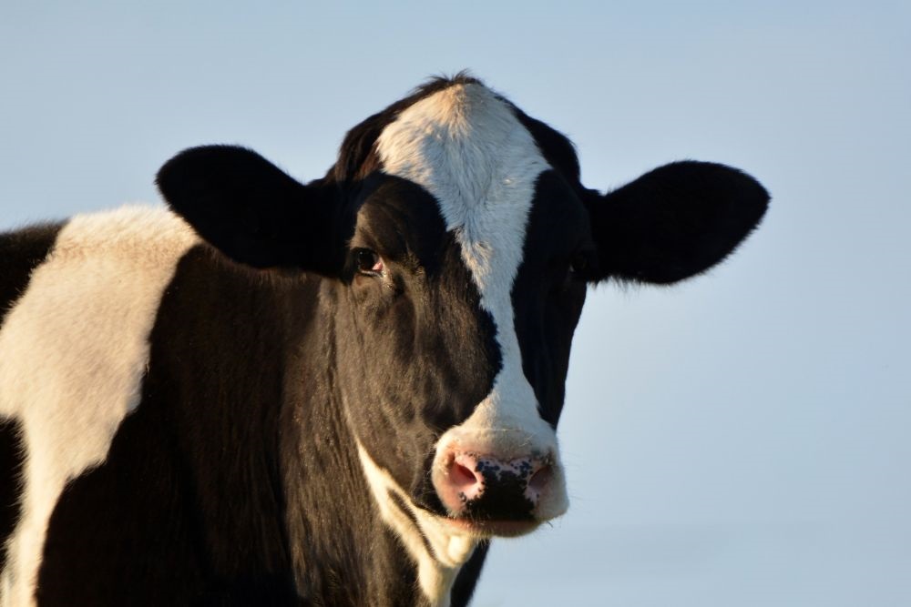 Australian livestock genetics to strengthen Pakistan cattle herds - DAFF