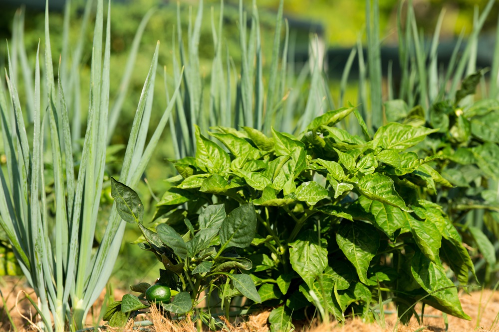 Australian expertise helps shape Asia-Pacific biosecurity - DAFF