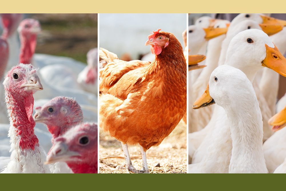States and territories sign up for new national poultry standards - DAFF