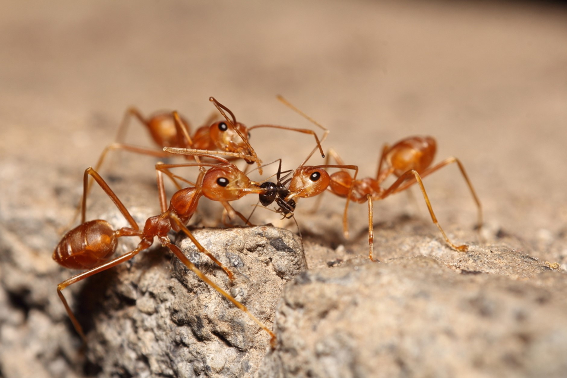 Swift action by a Sydney importer stops Red Imported Fire Ants in their ...