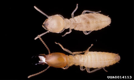 National Action Plan for Pests of Trees and Timber - DAFF