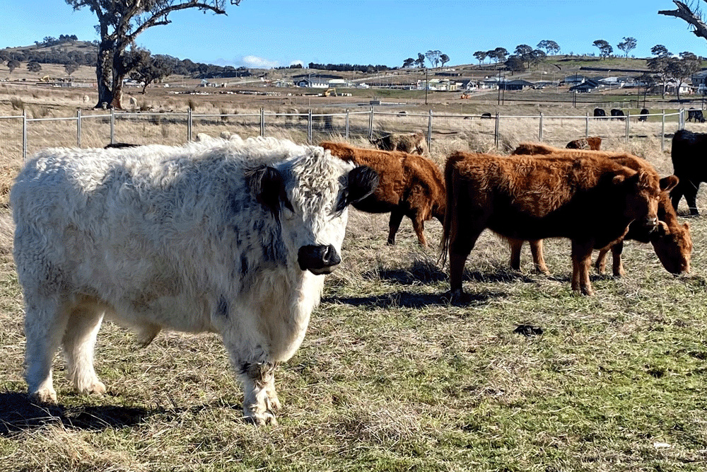 Scanning for emerging animal health threats and opportunities - DAFF